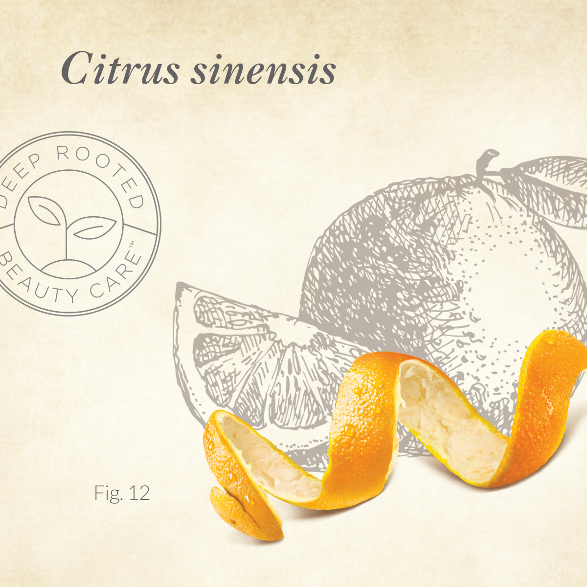 Citrus sinensis – Avalon Organics