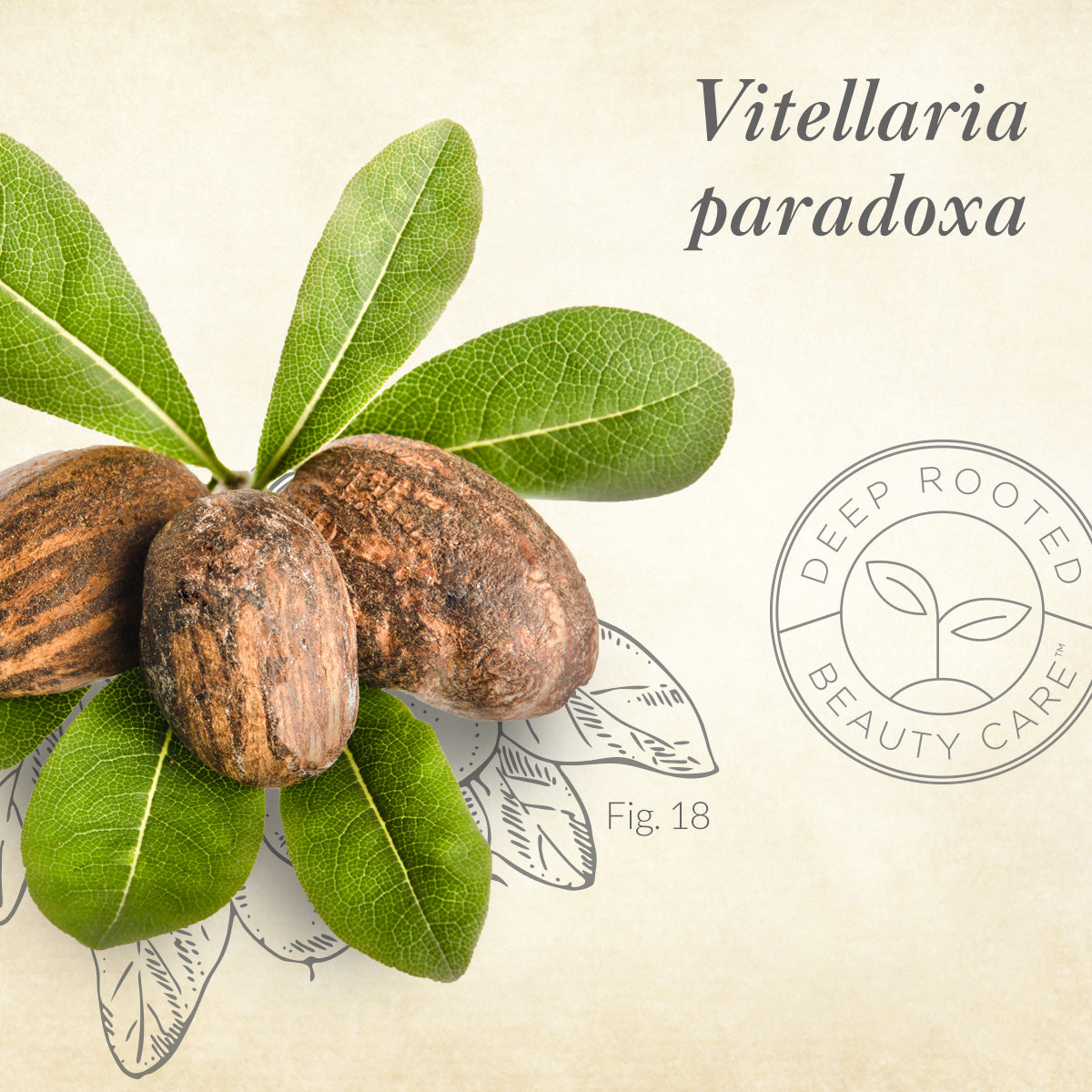Vitellaria paradoxa – Avalon Organics